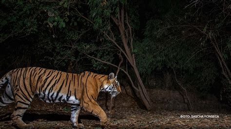 Image result for Tiger Solft Program