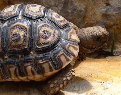 Image result for Large Tortoise