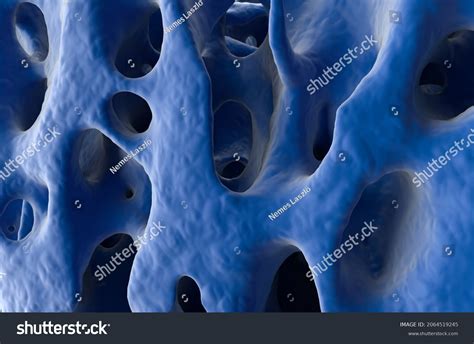 Image result for Trabecular Bone Structure