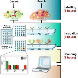 Image result for Microarray Gene Expression