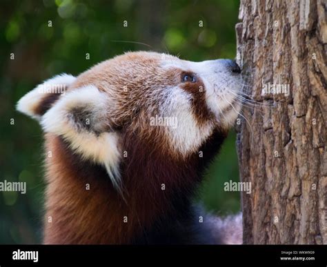 Image result for Red Panda Side View
