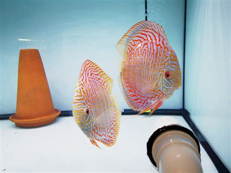 Image result for Red Tiger Discus