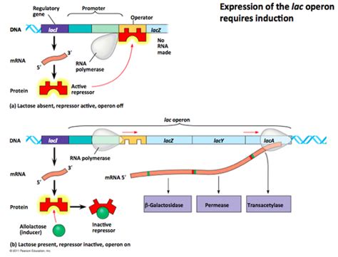 Image result for Operon Structure