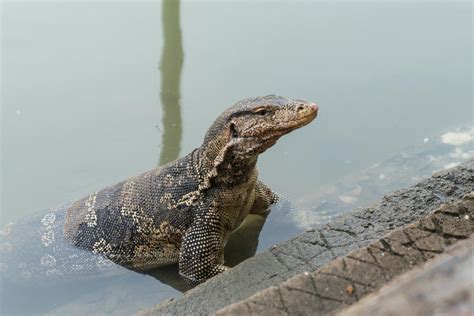 Image result for Different Lizard