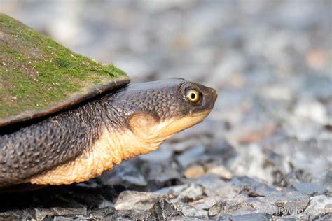 Image result for Long Neck Turtle
