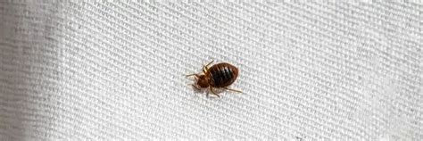 Image result for Bed Bug Identification