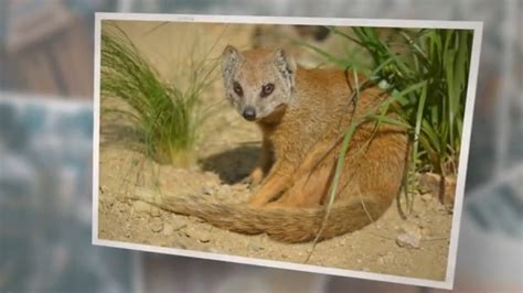 Image result for Do Mongooses Eat Python's