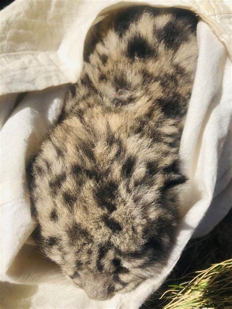 Wild Snow Leopard Cubs Found in Den - Snow Leopard Trust