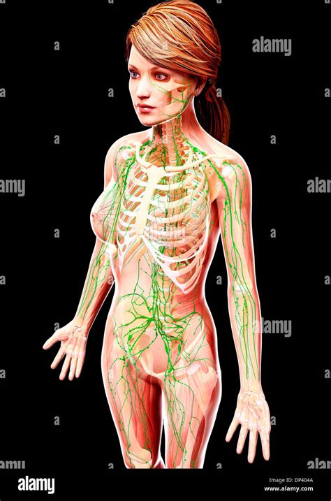 Image result for Female Lymphatic System