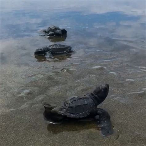 Image result for Turtle Hatching