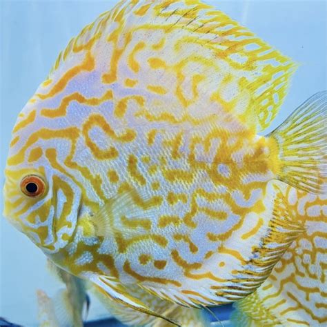 Image result for Most Expensive Discus Fish