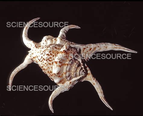 Image result for How to Remove Conch Shell