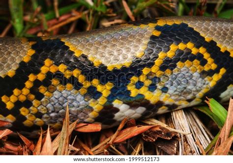 Image result for Reticulated Python Skin Pattern