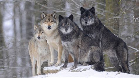 Image result for Wolves in Winter