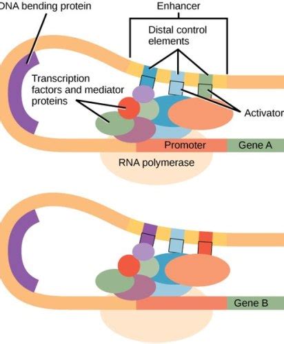 Image result for Enhancer Types