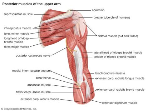 Image result for Lumen Learning Arm Muscle