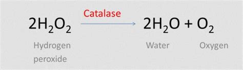 Image result for Catalase H2O2 Reaction