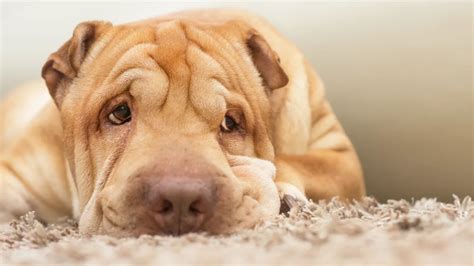 Image result for Decrypt Rug