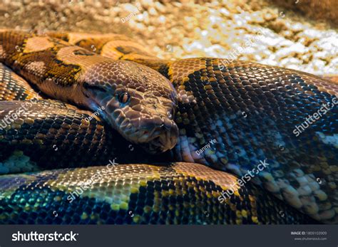 Reticulated Python Malayopython Reticulatus Species Snake Stock Photo ...