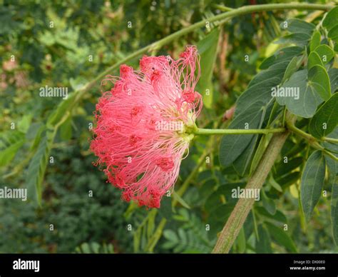 Image result for Red Powder Puff Tree