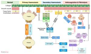 Image result for Normal Haemostasis