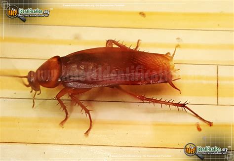 Image result for Japanese Cockroach