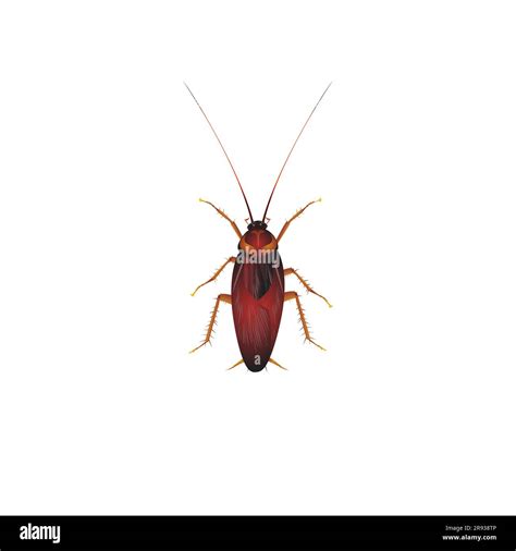 Image result for Profile Pic Cockroach
