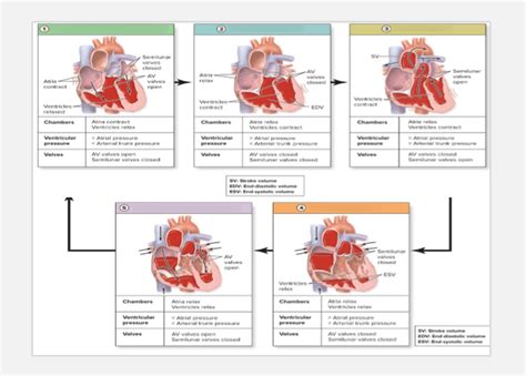 Image result for Cardiac Cycle Step by Step
