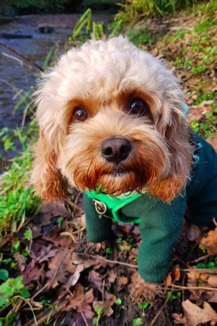 Image result for Apricot Cavapoo