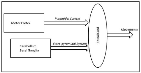 Image result for Extrapyramidal System Model