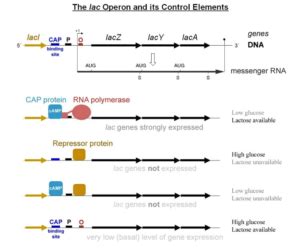 Image result for Operon Types