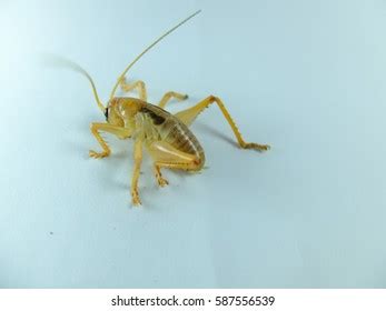 Image result for Chirping Insect