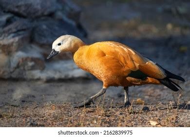 Image result for Duck Duck Go Features