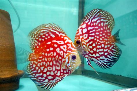 Image result for Red Eagle Discus