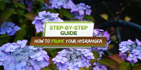 Image result for How to Prune Hydrangea Tree