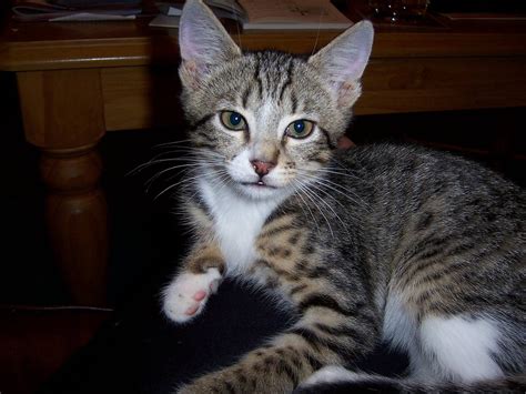 Image result for Small Splinter