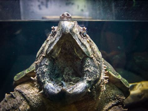 Image result for Alligator Snapping Turtle