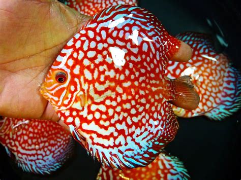 Image result for Red Coral Discus