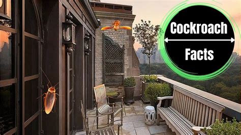 Image result for NYC Cockroach