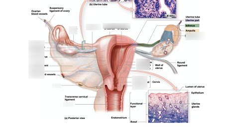 reproductive system Diagram | Quizlet