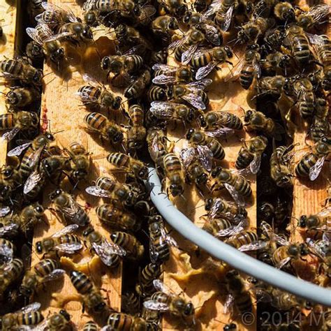 Image result for Raspberry Pi Beehive Monitor