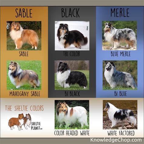 Image result for Sheltie Color Chart