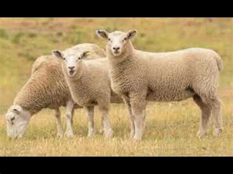 Image result for Sheep Sound Effect