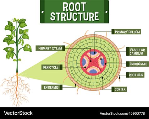 Image result for Root Structure and Function