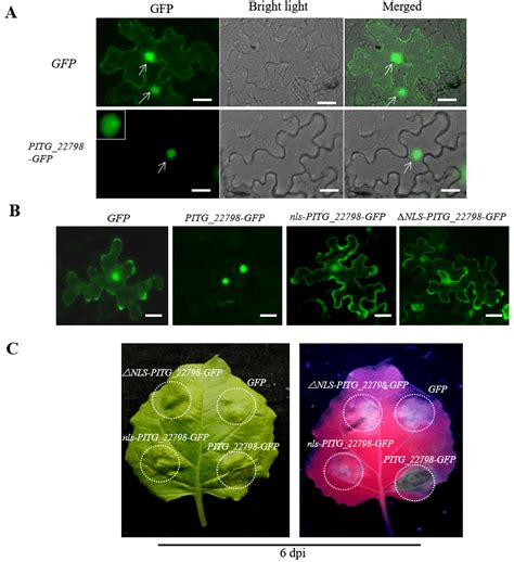 Image result for Nuclear Envelope Localization