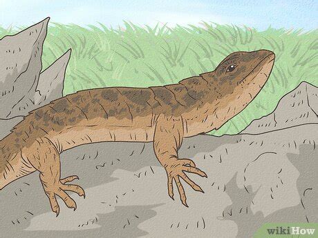 What Do Lizards Mean Spiritually? Symbolism, Dreams, & Omens