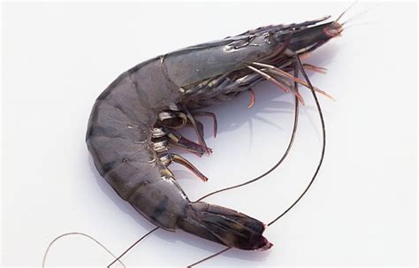 Image result for How to Cook Prawns in Shell