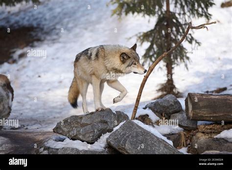 Image result for Wolves Calgary Zoo