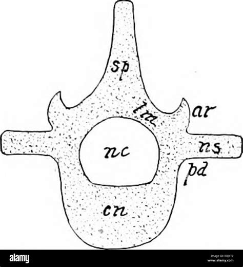 Image result for Sharp Slender Process