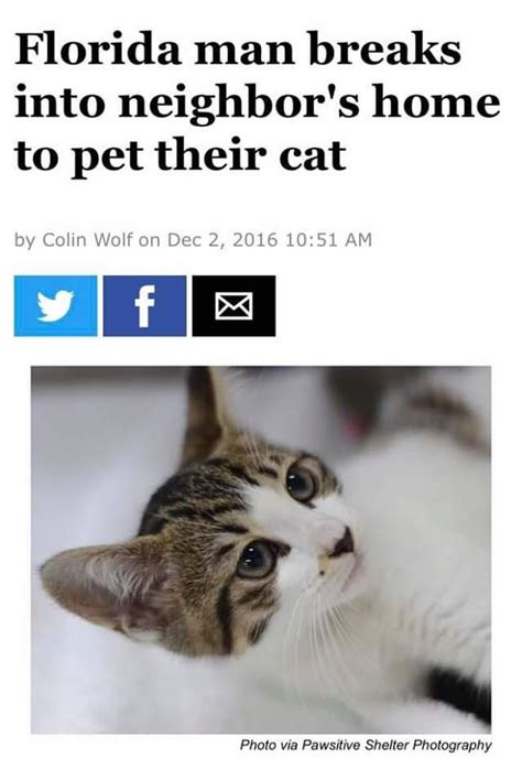 Image result for Random Cat Memes Clean